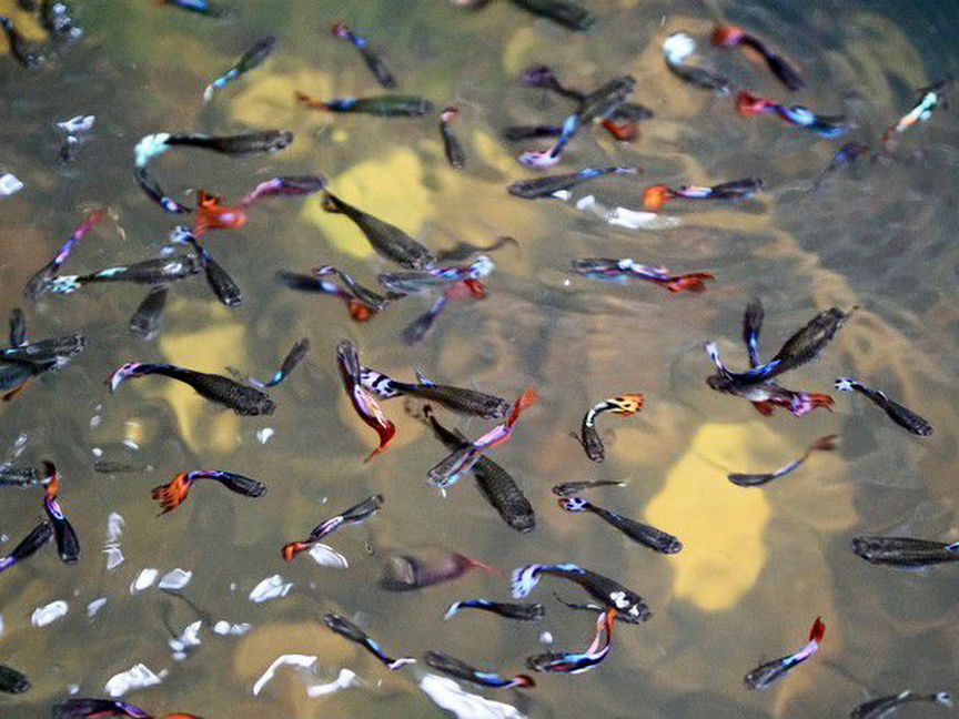 Аквариумные рыбки гуппи