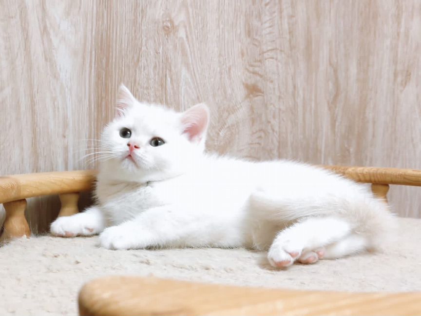 Белоснежный британец