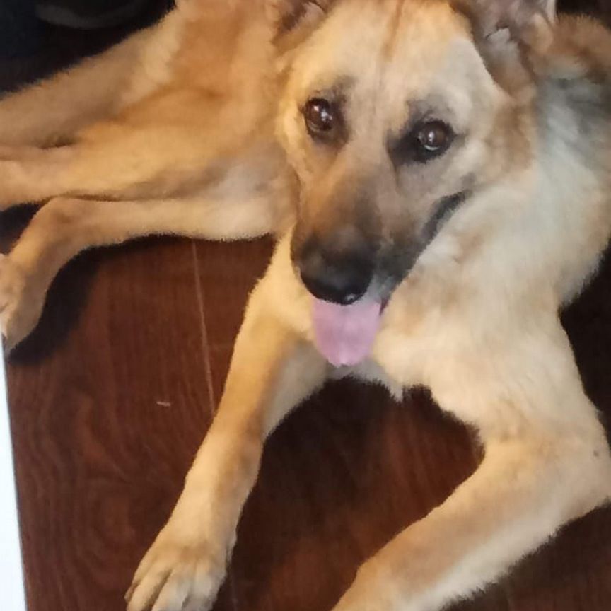 Собака в добрые руки