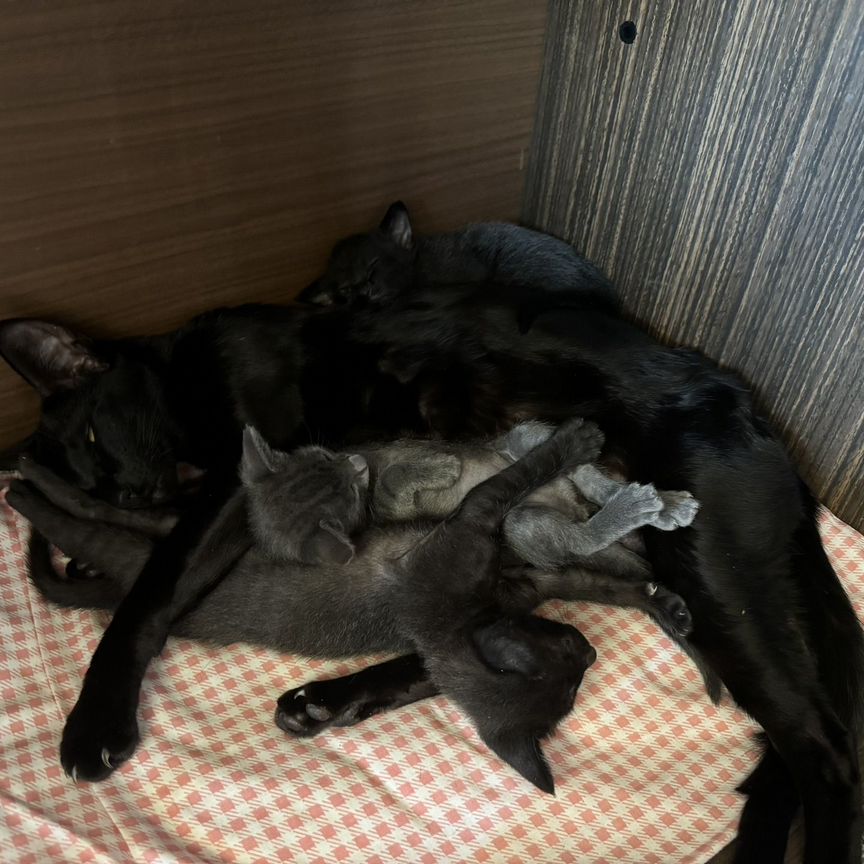 Ориентальные котята в современном типе