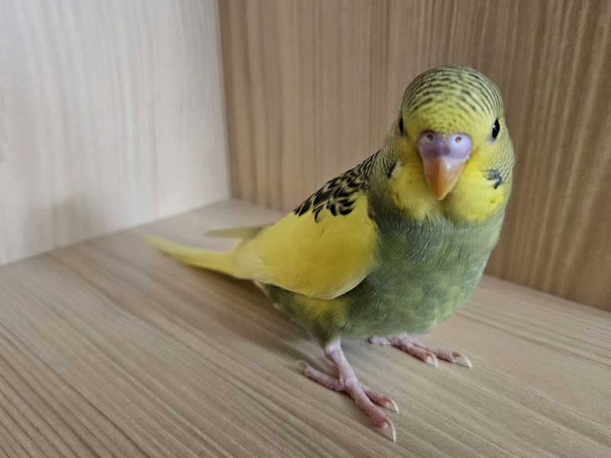 Волнистый попугай мальчик