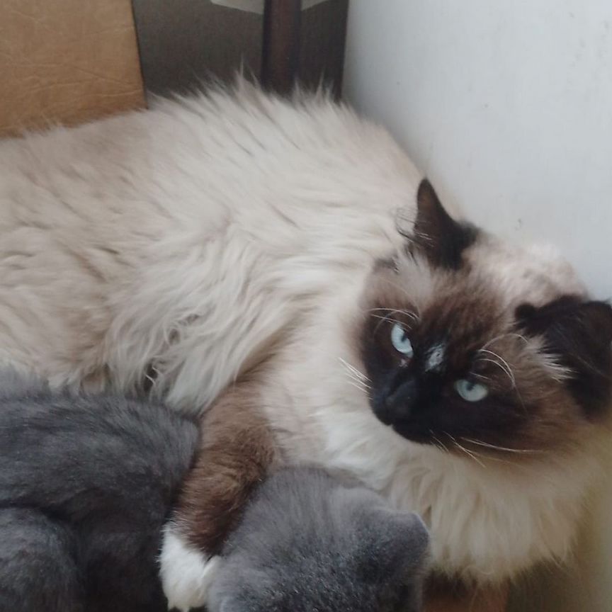 Красавец котик