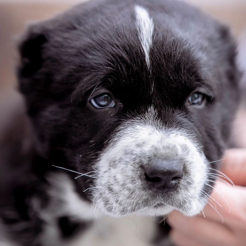 Среднеазиатская овчарка