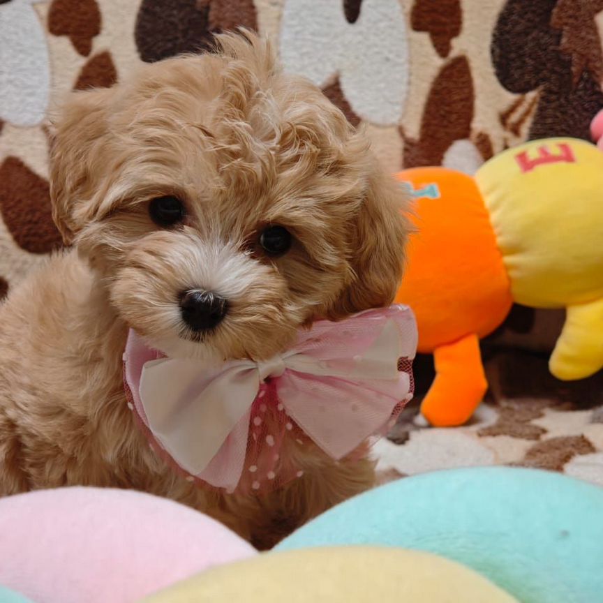 Мальтипу, щенок