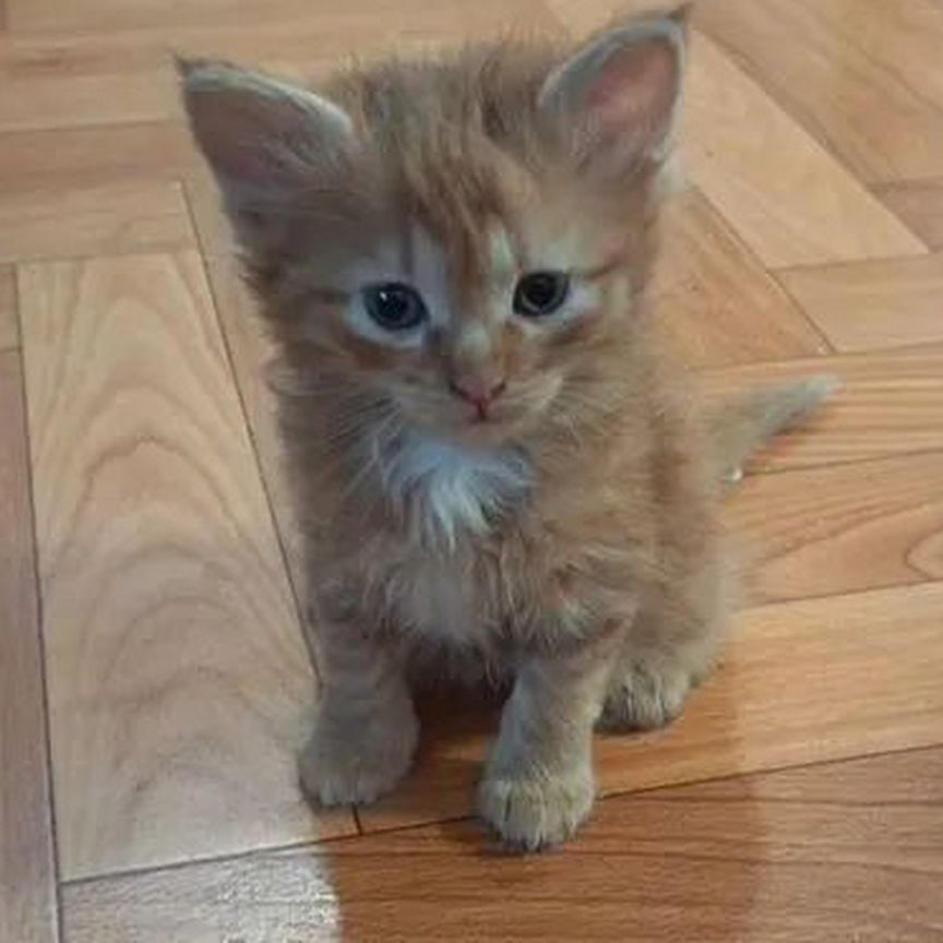 Котёнок в добрые руки