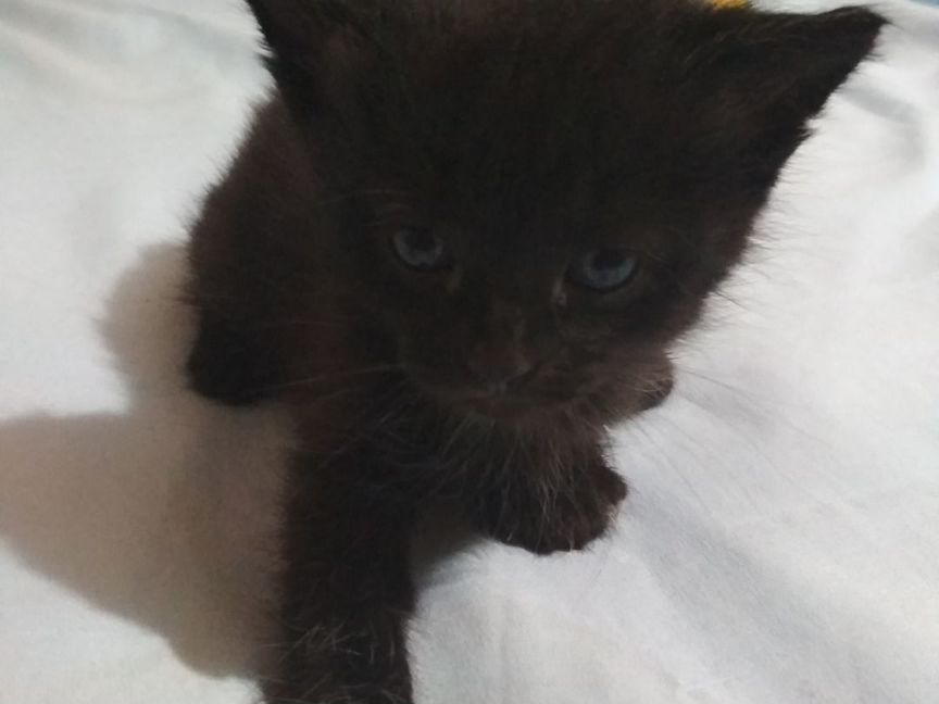 Продам шотландских котят