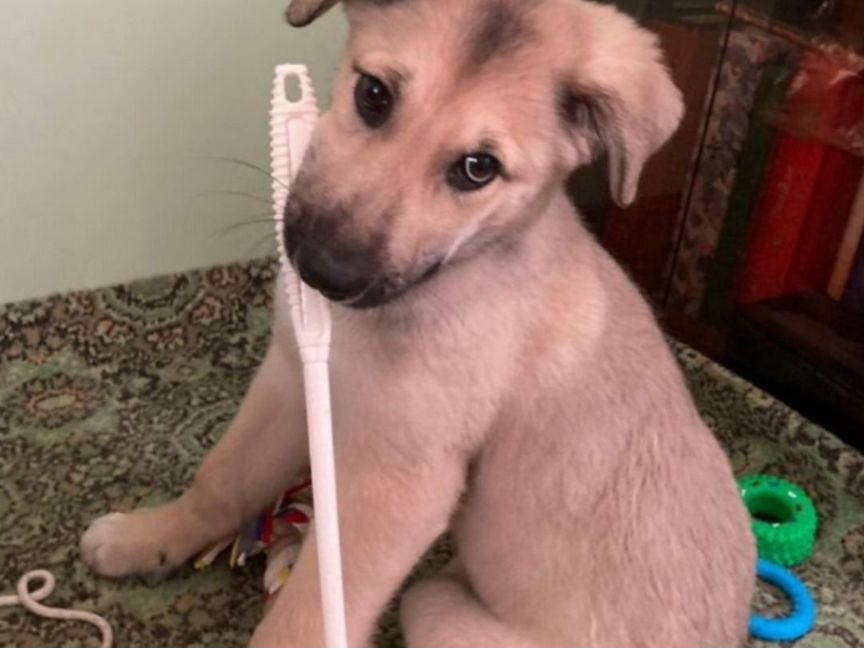 4 братика ищут дом