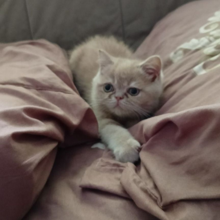 Экзотическая кошка