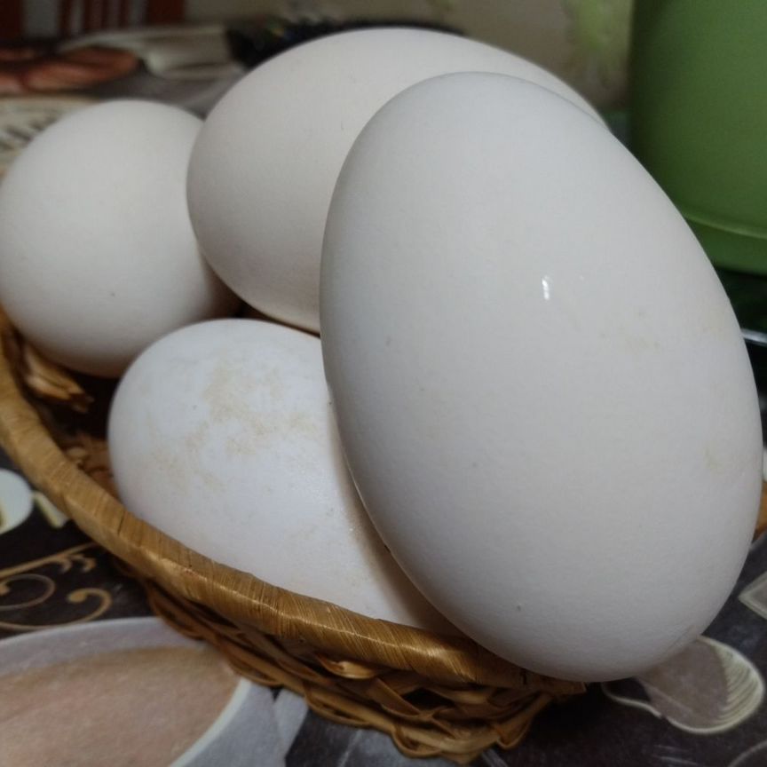 Яйца для инкубации гусей