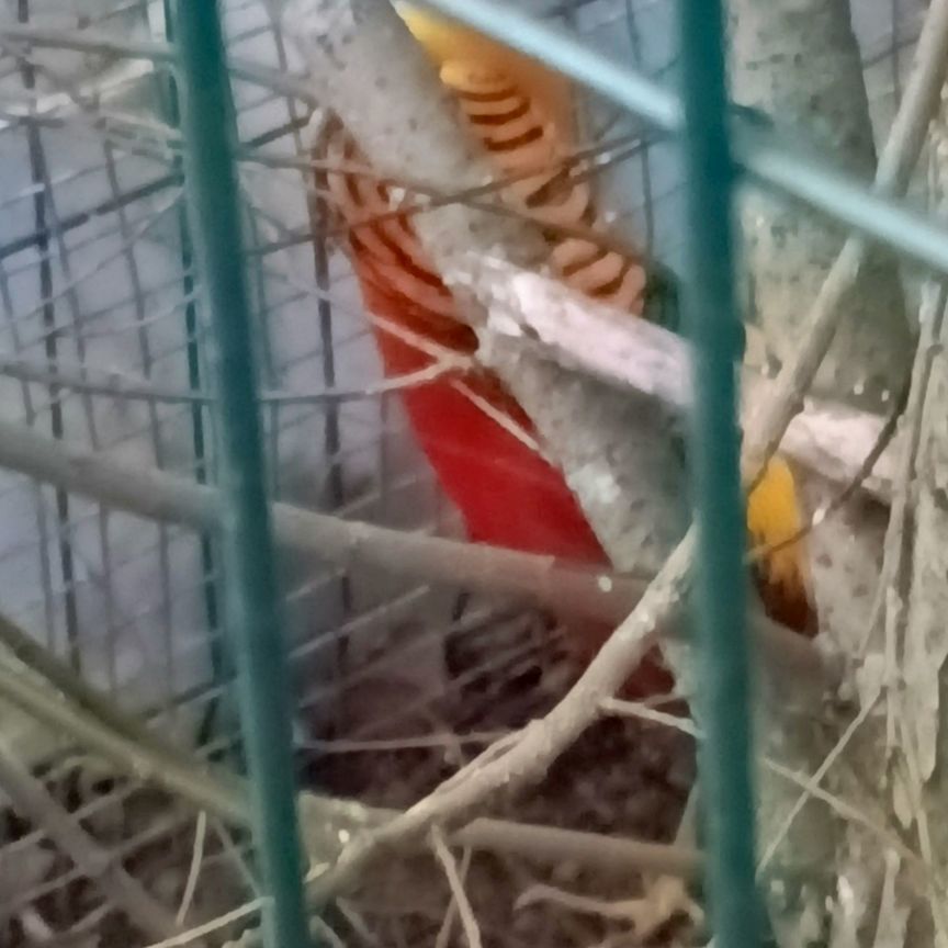 Певчие птицы