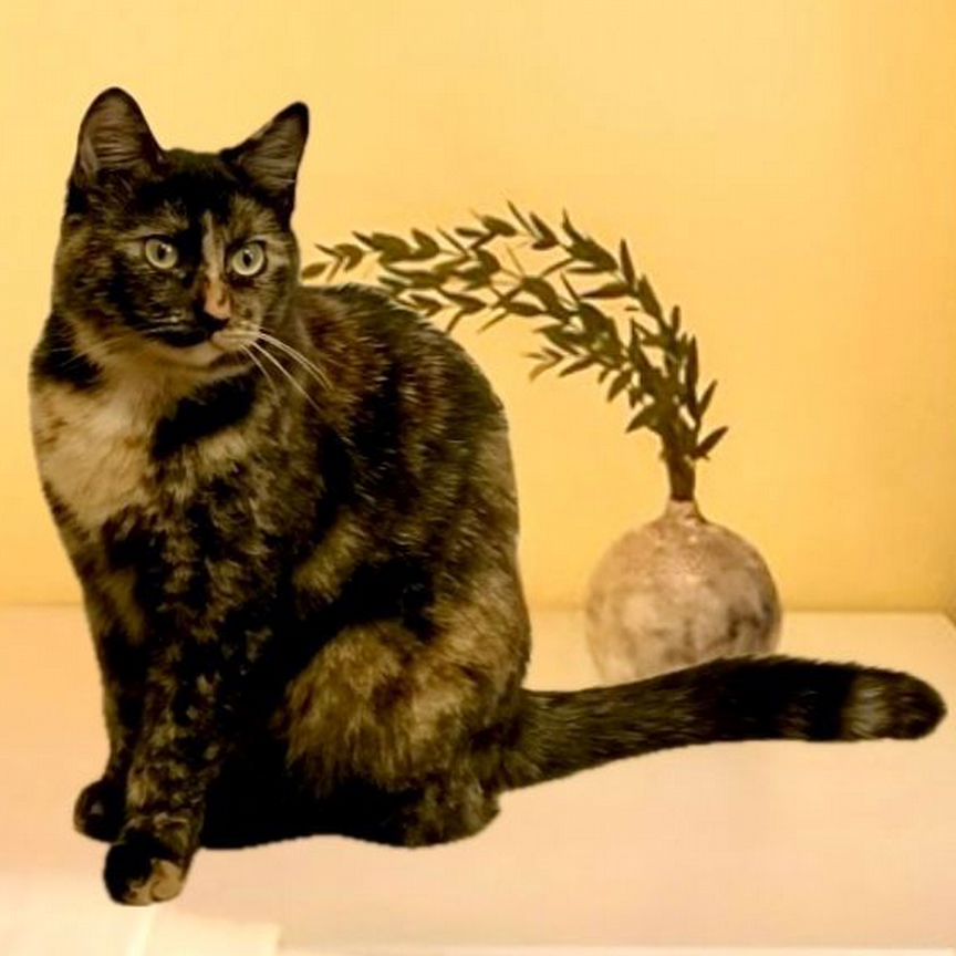 Взрослая кошка в добрые руки