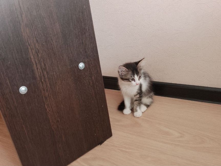 Малыш котенок в хорошие руки