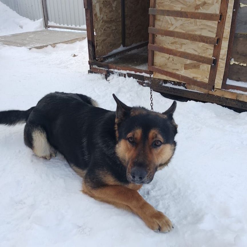 Немецкая овчарка