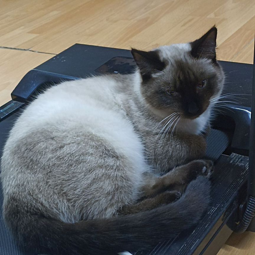 Сиамский котёнок