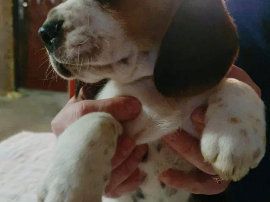 Собаки щенки бигль