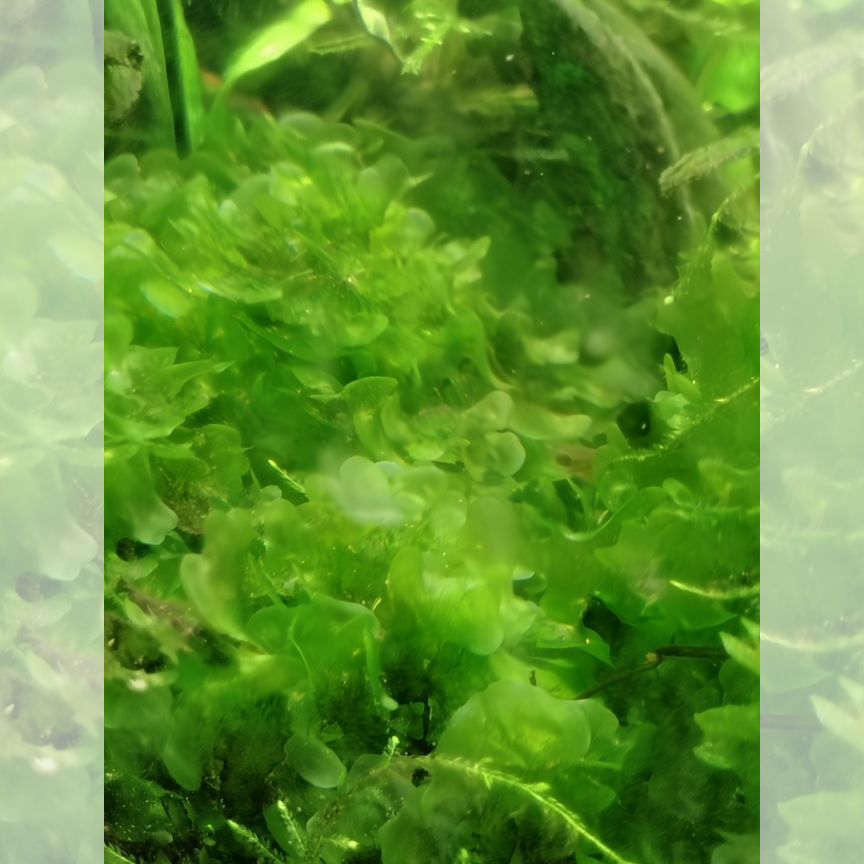 Моноселелениум