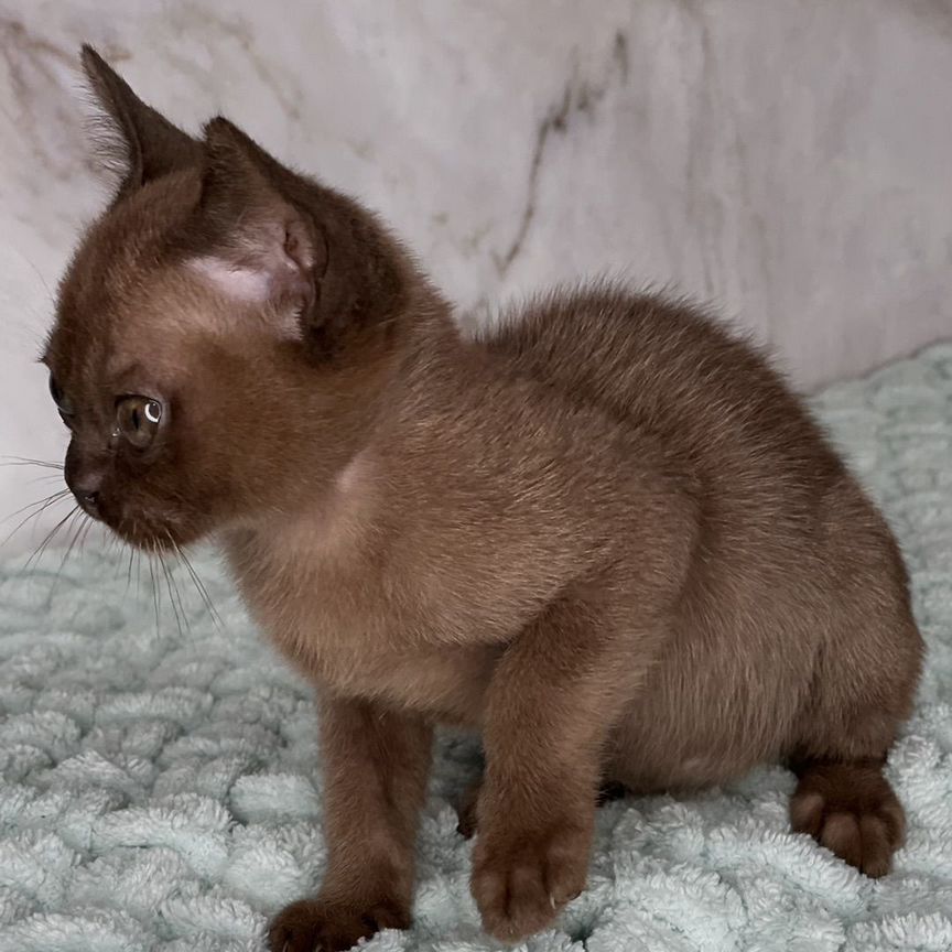 Экстремальный в Брид (Соболиный мальчик)