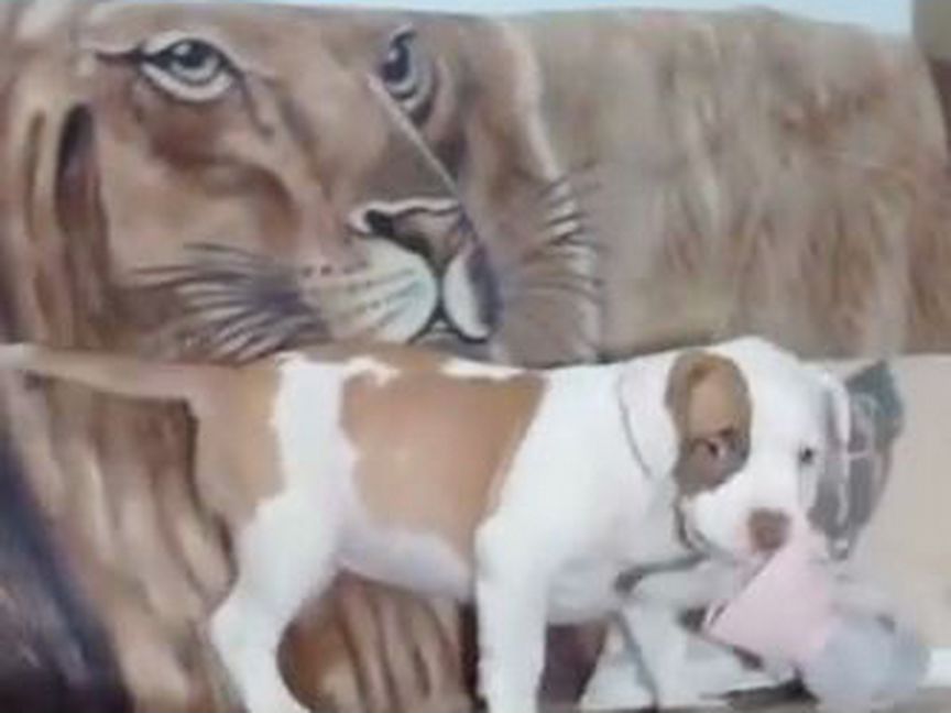 Американский булли стандарт