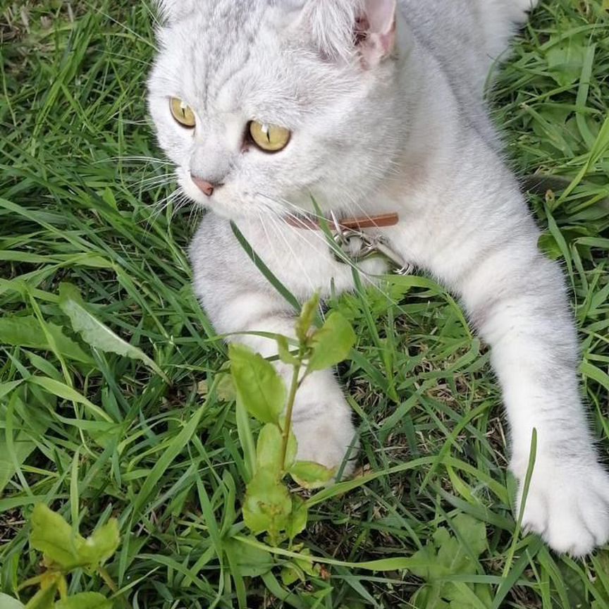 Отдам бесплатно котика британца