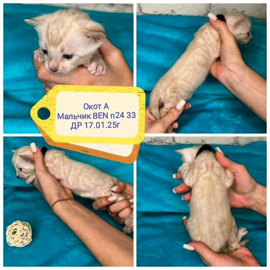 Бенгальские котята