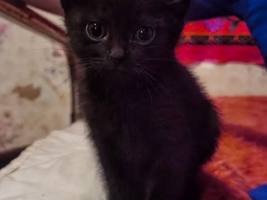 Чёрный котёнок