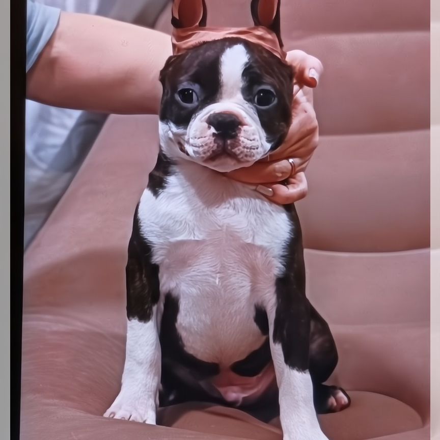 Бостон-терьер, щенок