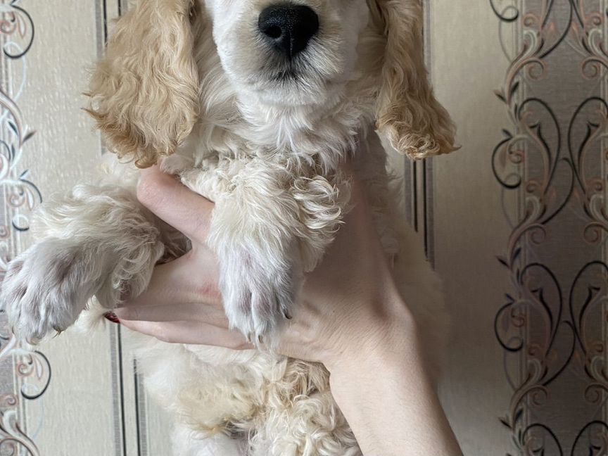 Карликовый пудель