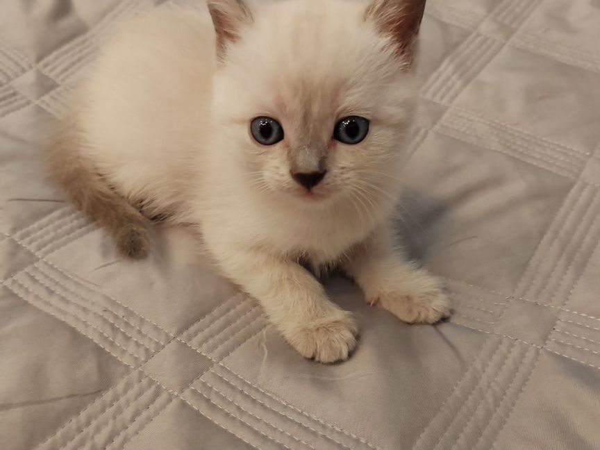 Шотландские котята