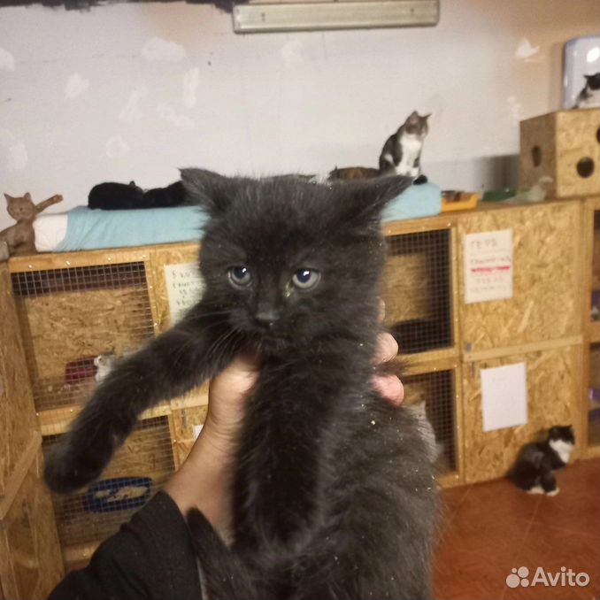 Котенок Винни