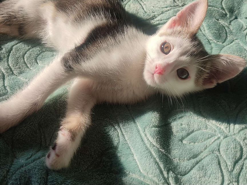 Котята в добрые руки бесплатно