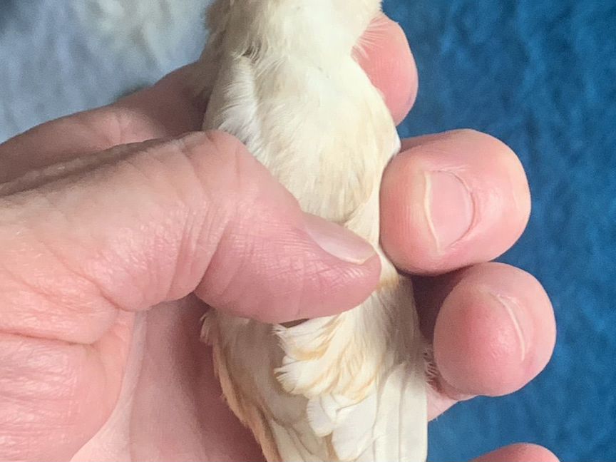 Зебровые амадины