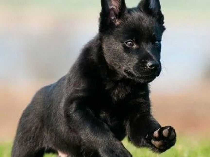 Австралийский келпи