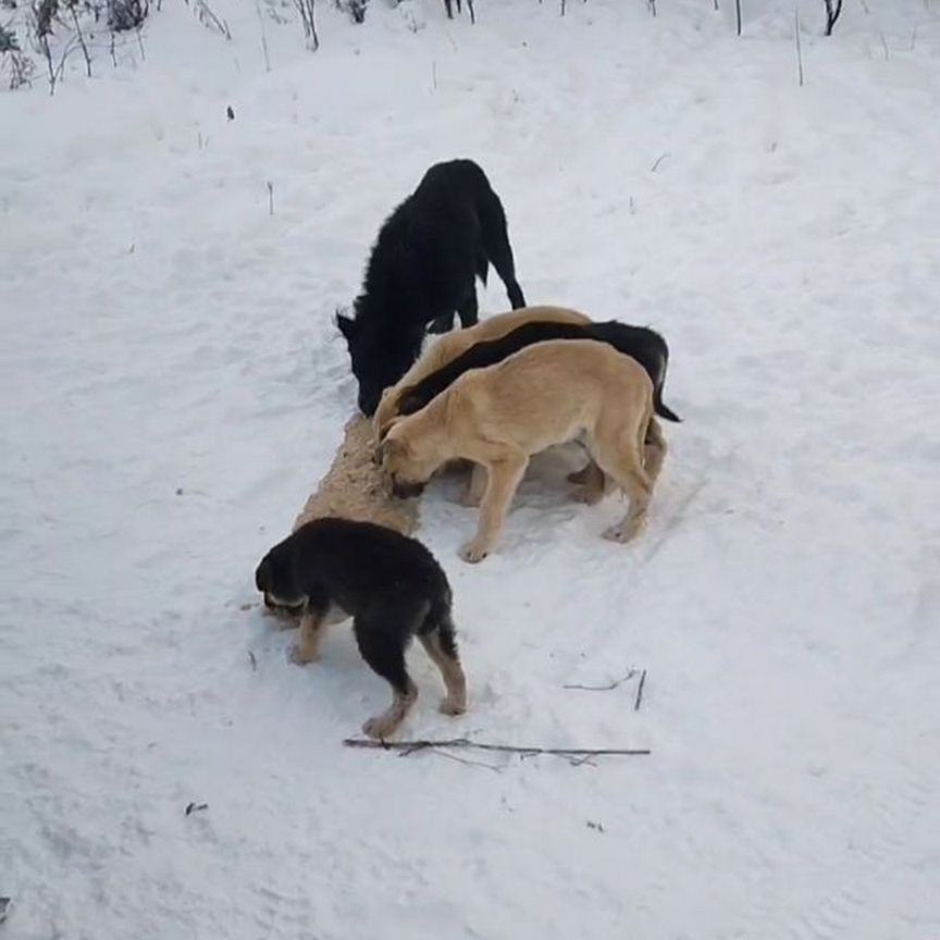 Щенок в добрые руки