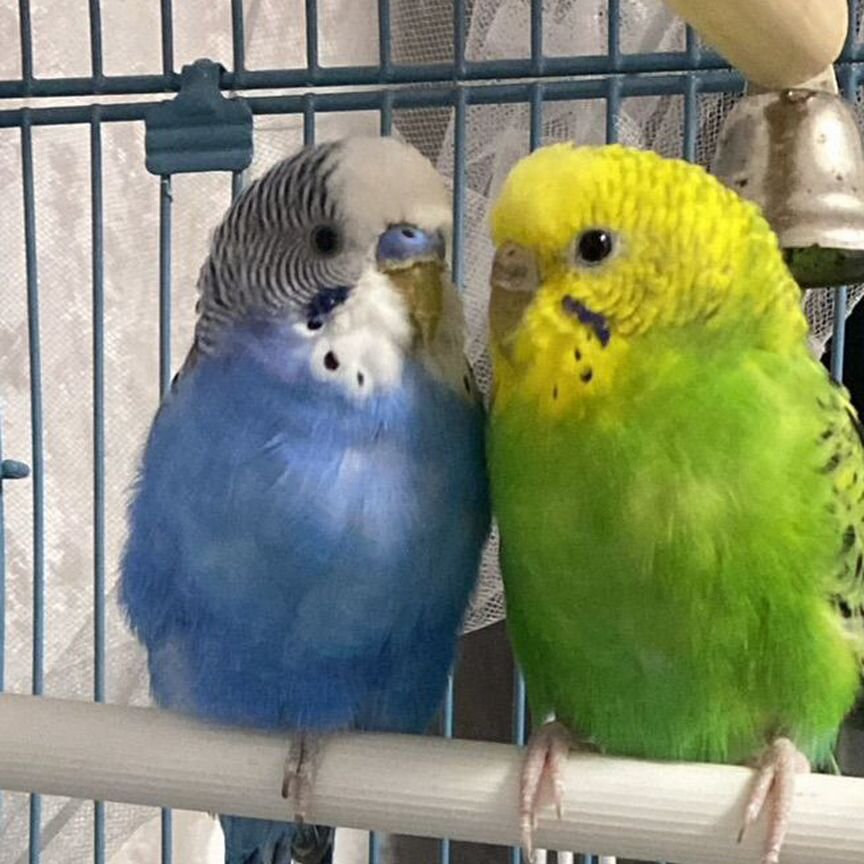 Попугаи волнистые