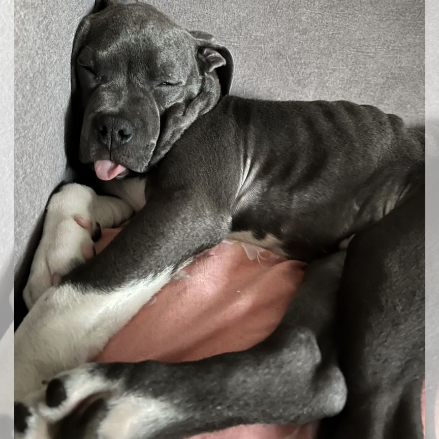 Американский стаффордширский терьер, щенок