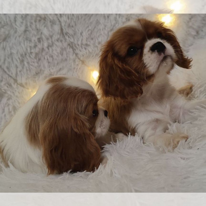 Кавалер кинг-чарльз-спаниель, щенок