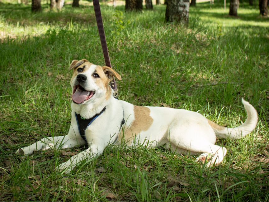 Ищем дом очаровательному щенку Ванессе