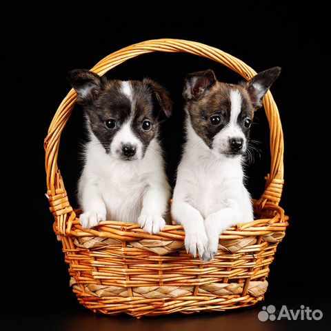 Американский голый терьер (покрытый)