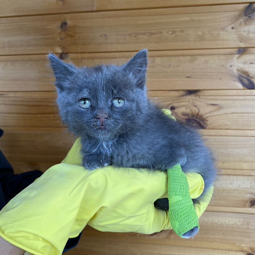 Котенка нужно спасти