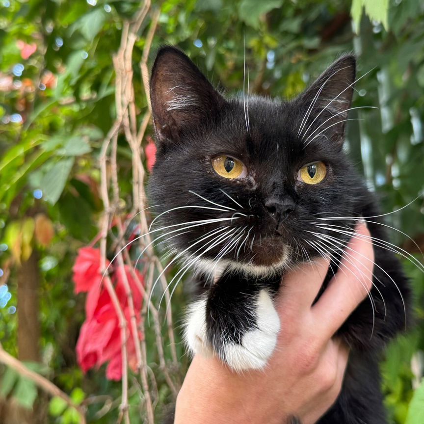 Черно-белая кошечка