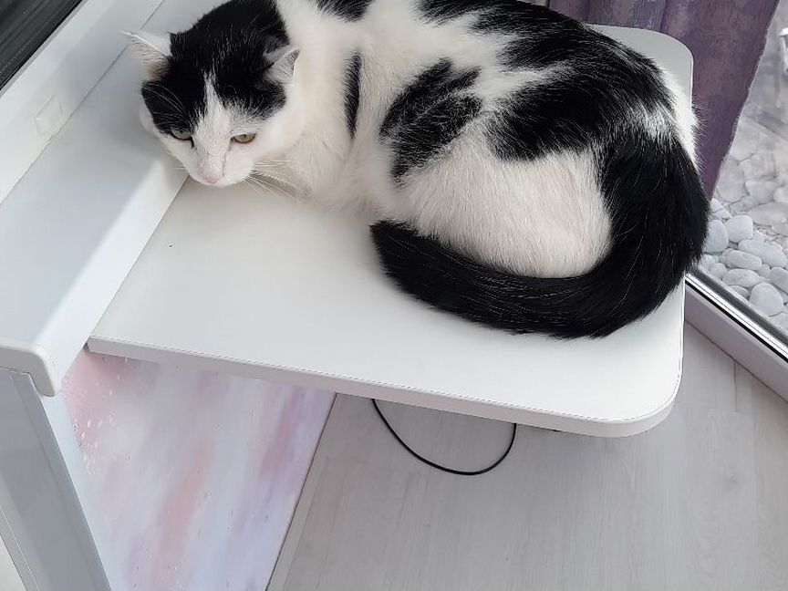 Отдаю бесплатно котика