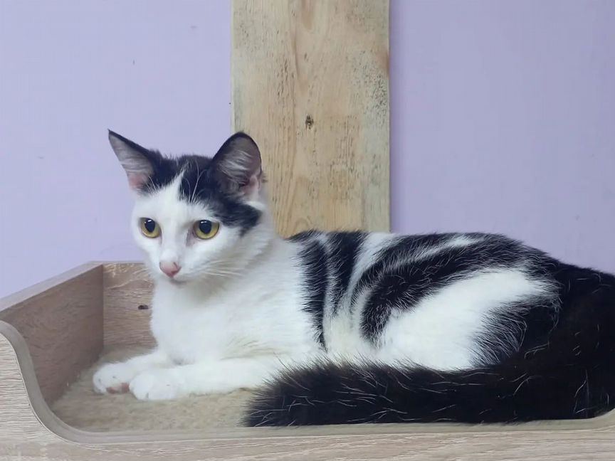 Кошка в дар