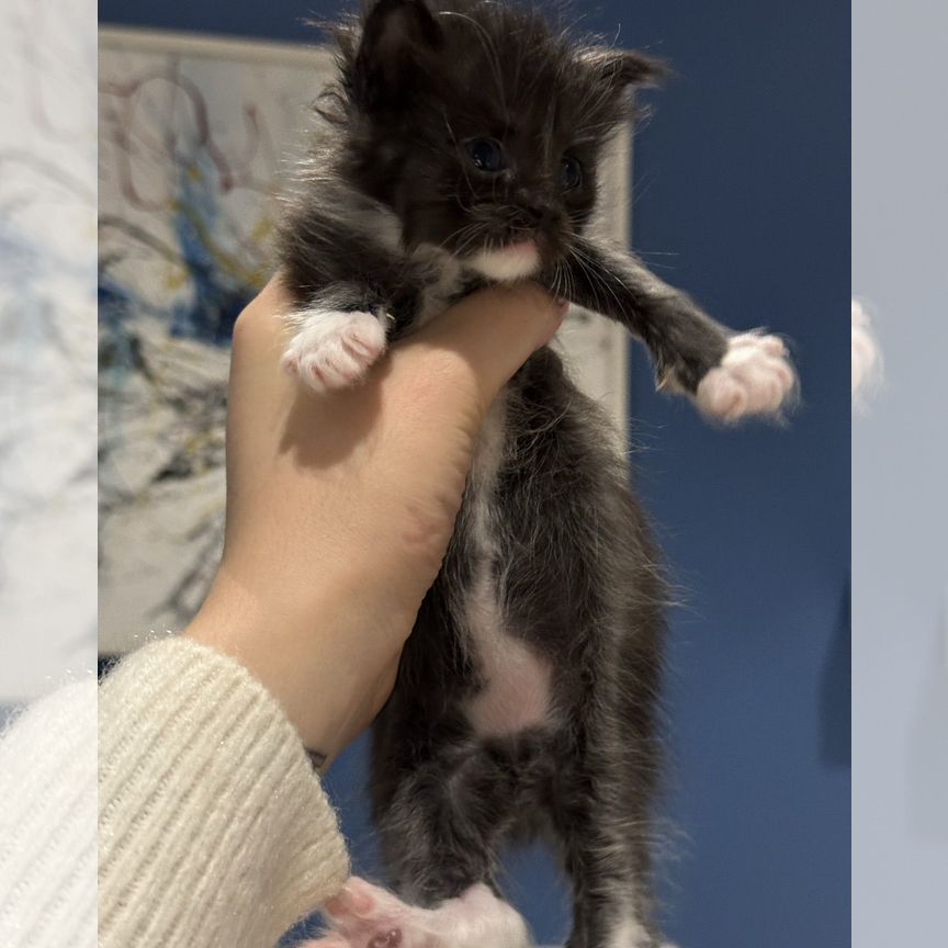 Котята Мейн-кун