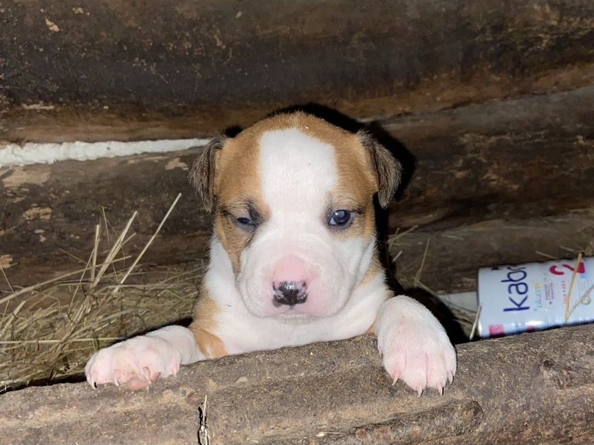 Щенки стаффорда