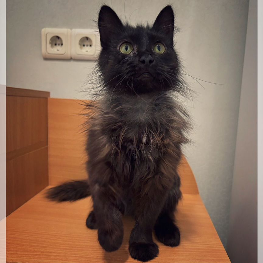 Котёнок в добрые руки