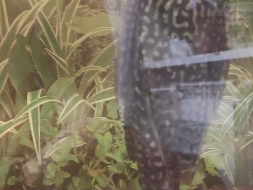 Парчевый сом