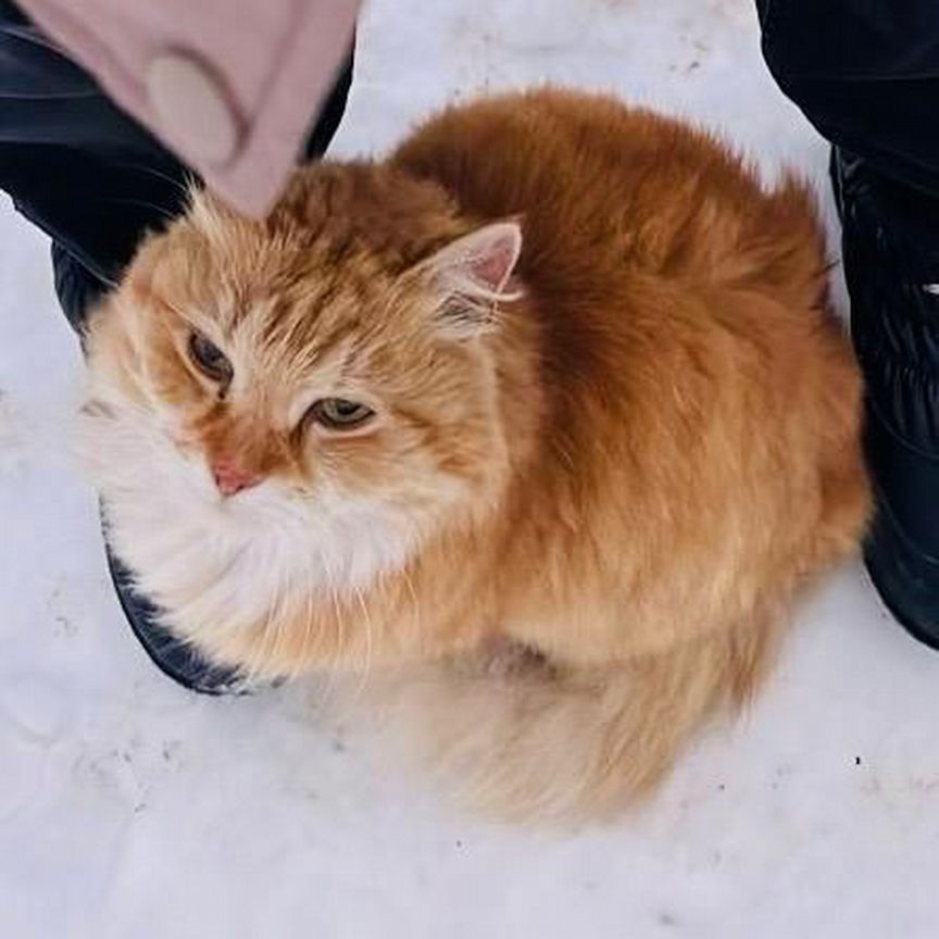 Рыжее счастье
