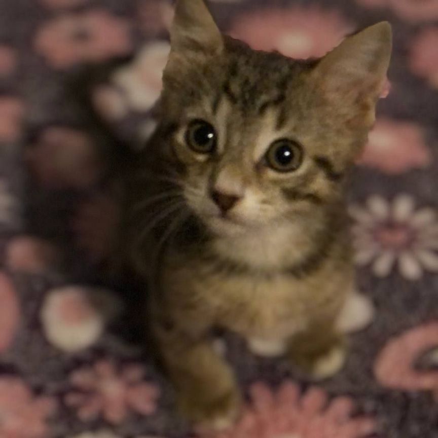 Котёнок Митя