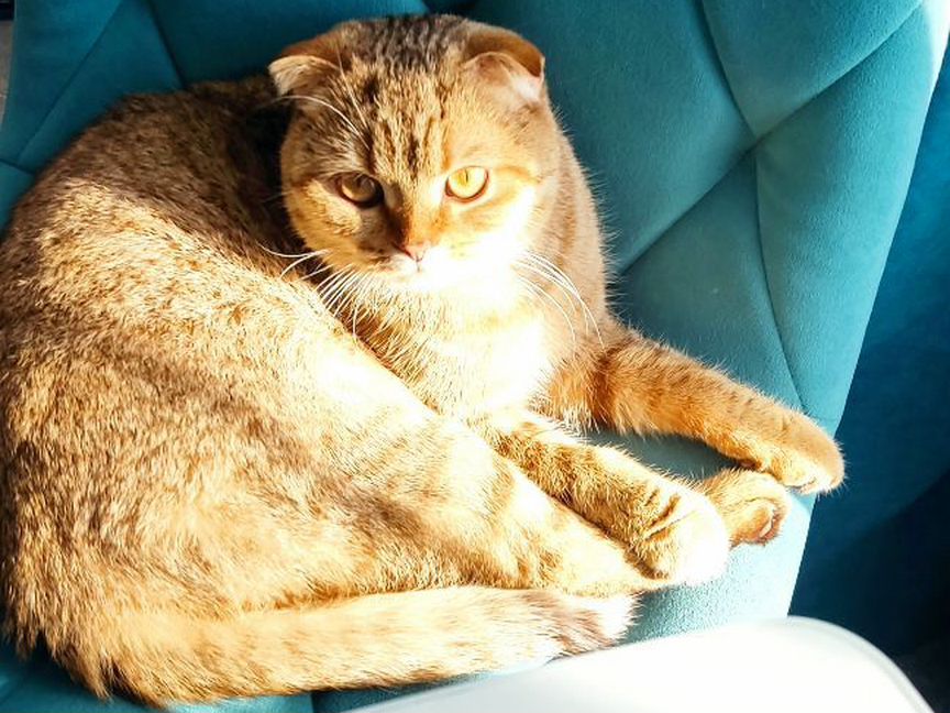 Кошка для вязки