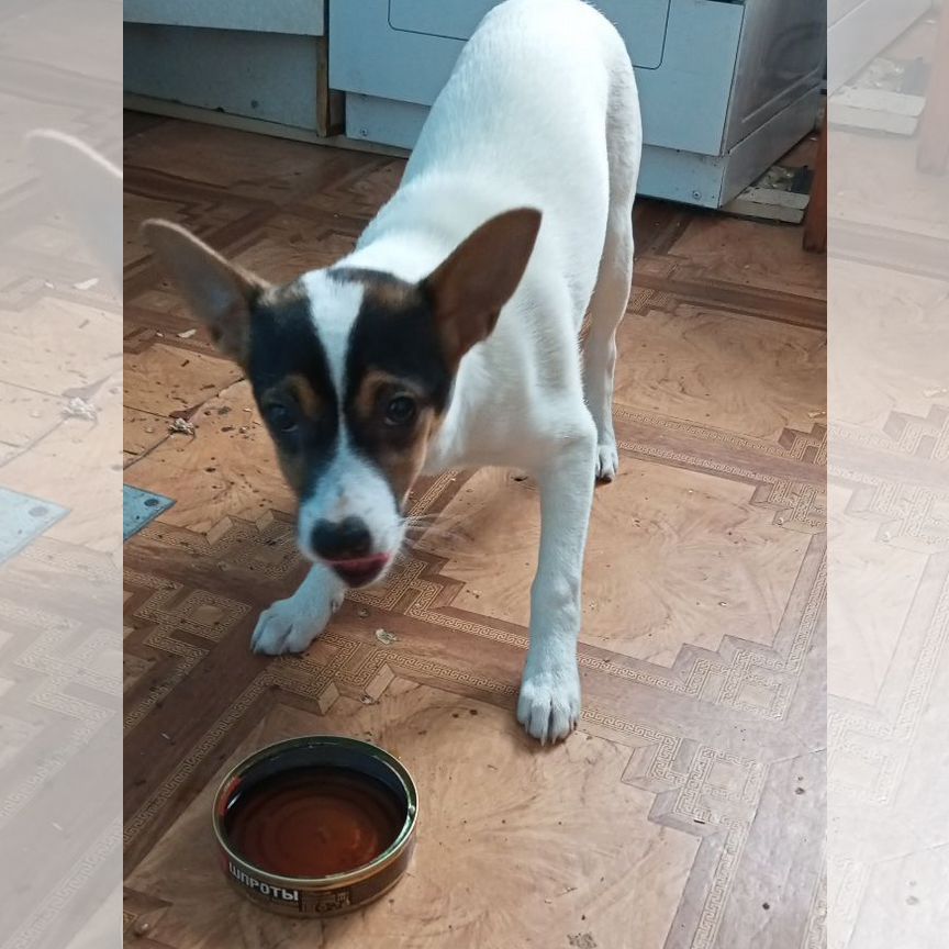 Щенок в добрые руки